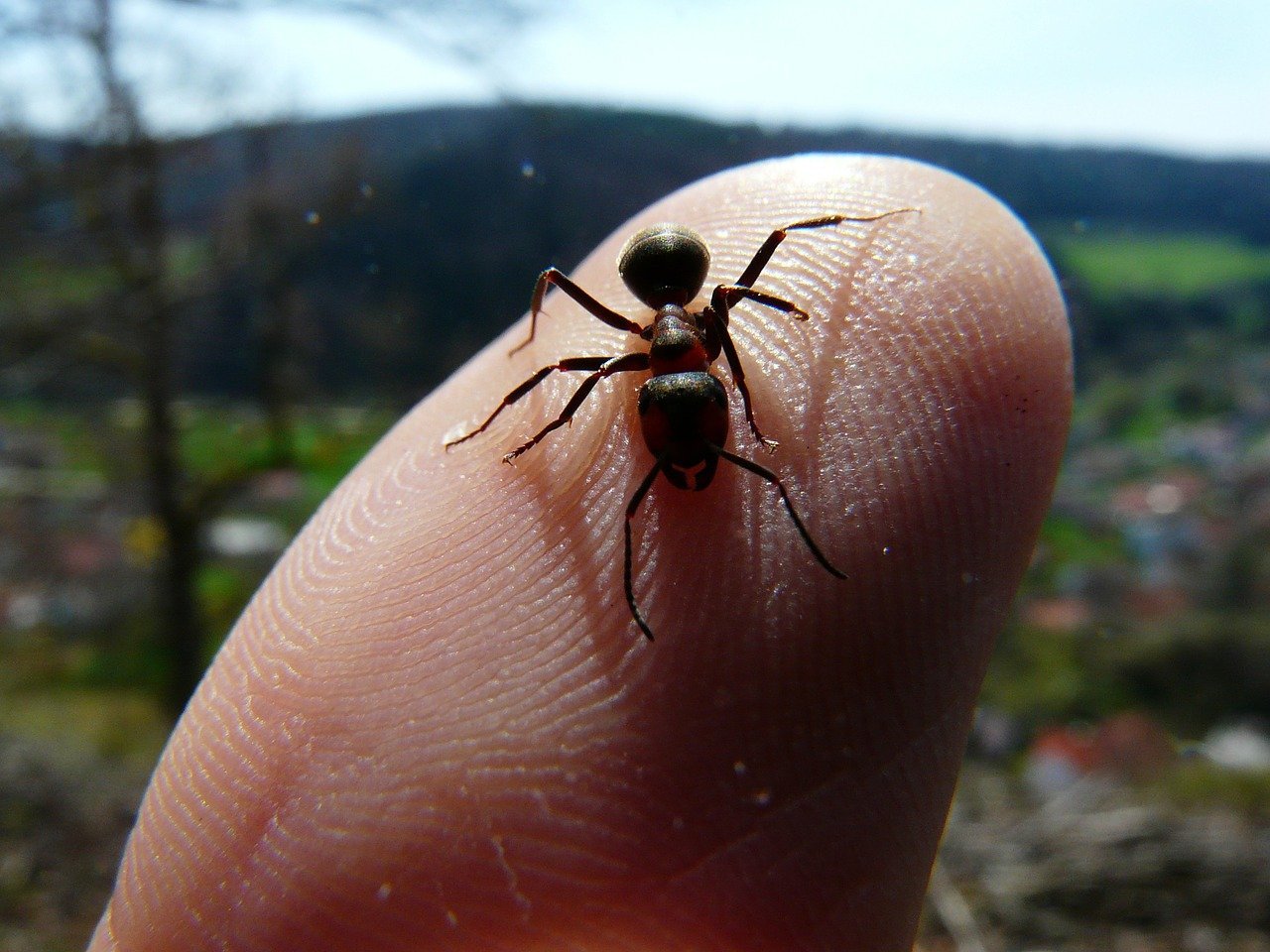Ants - Sigma Pest Control -Ant Control Services in Virginia