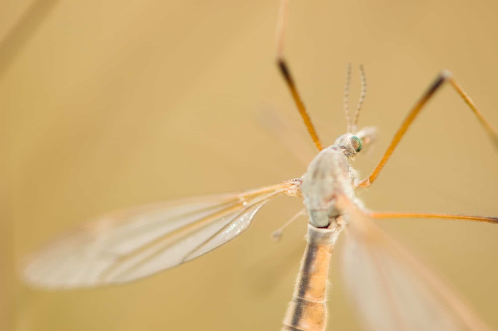 How High Temps and Rain Affect Mosquito Activity - Sigma Pest Control