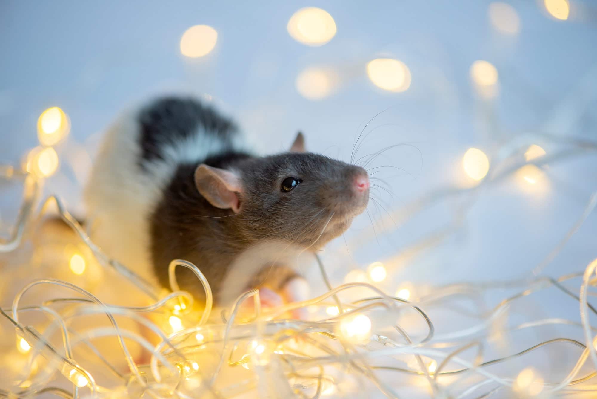 Why You Should Start Winter Pest Prevention Now - Sigma Pest Control