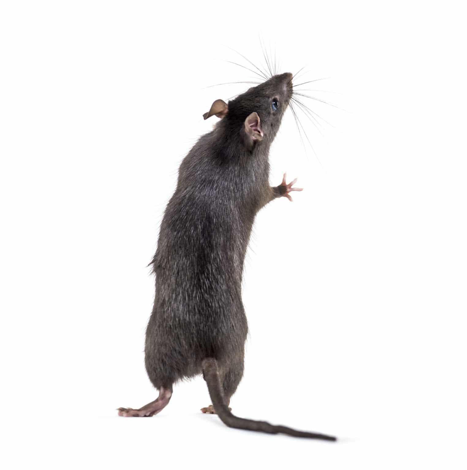 What You Need to Know About Mice and Rats - Sigma Pest Control
