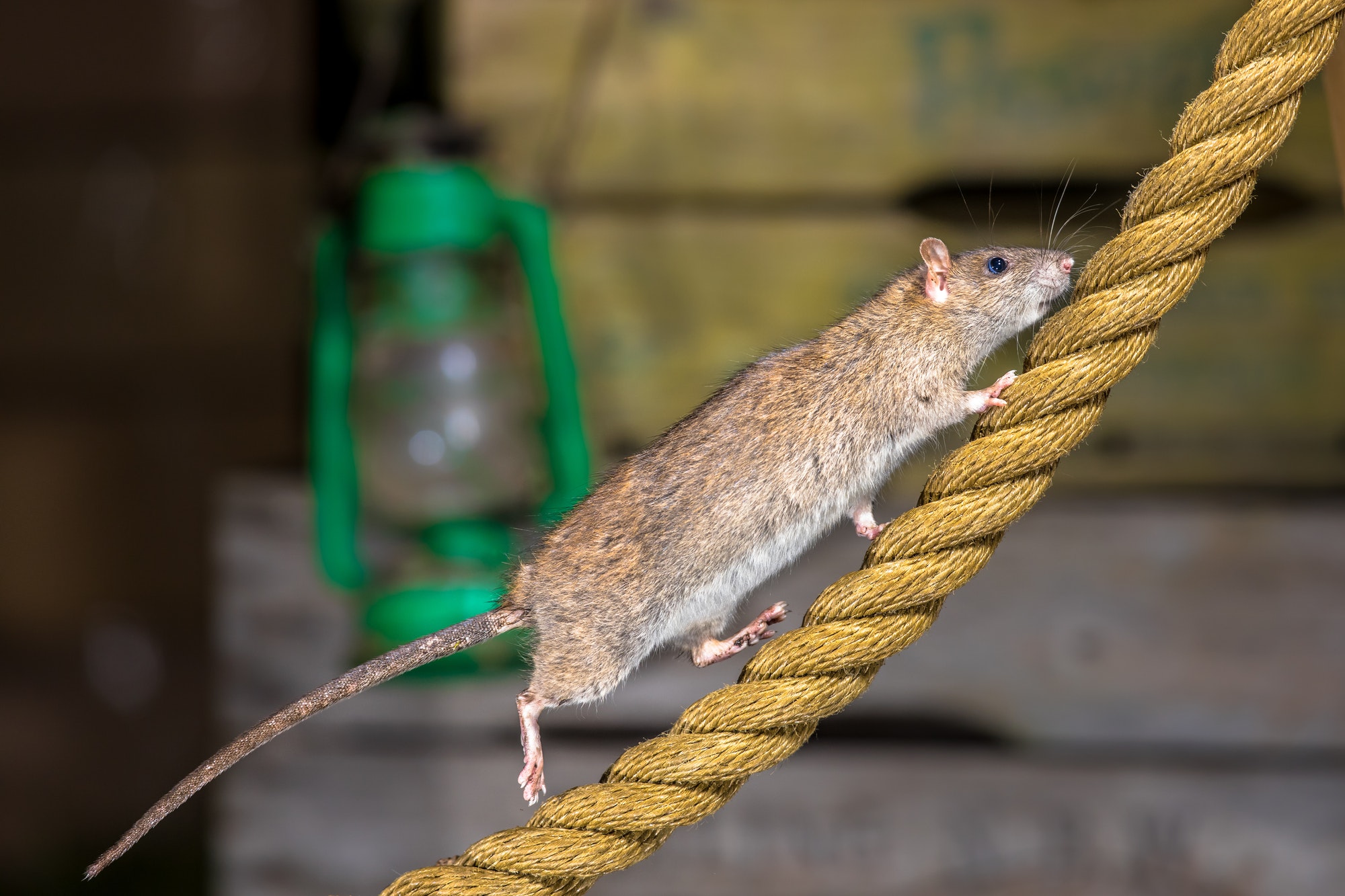 Signs That You Have a Rodent Infestation - Sigma Pest Control