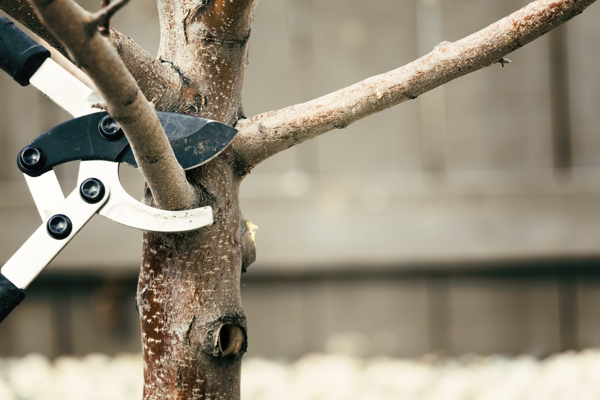 How to Prevent Wasps from Nesting - Sigma Pest Control