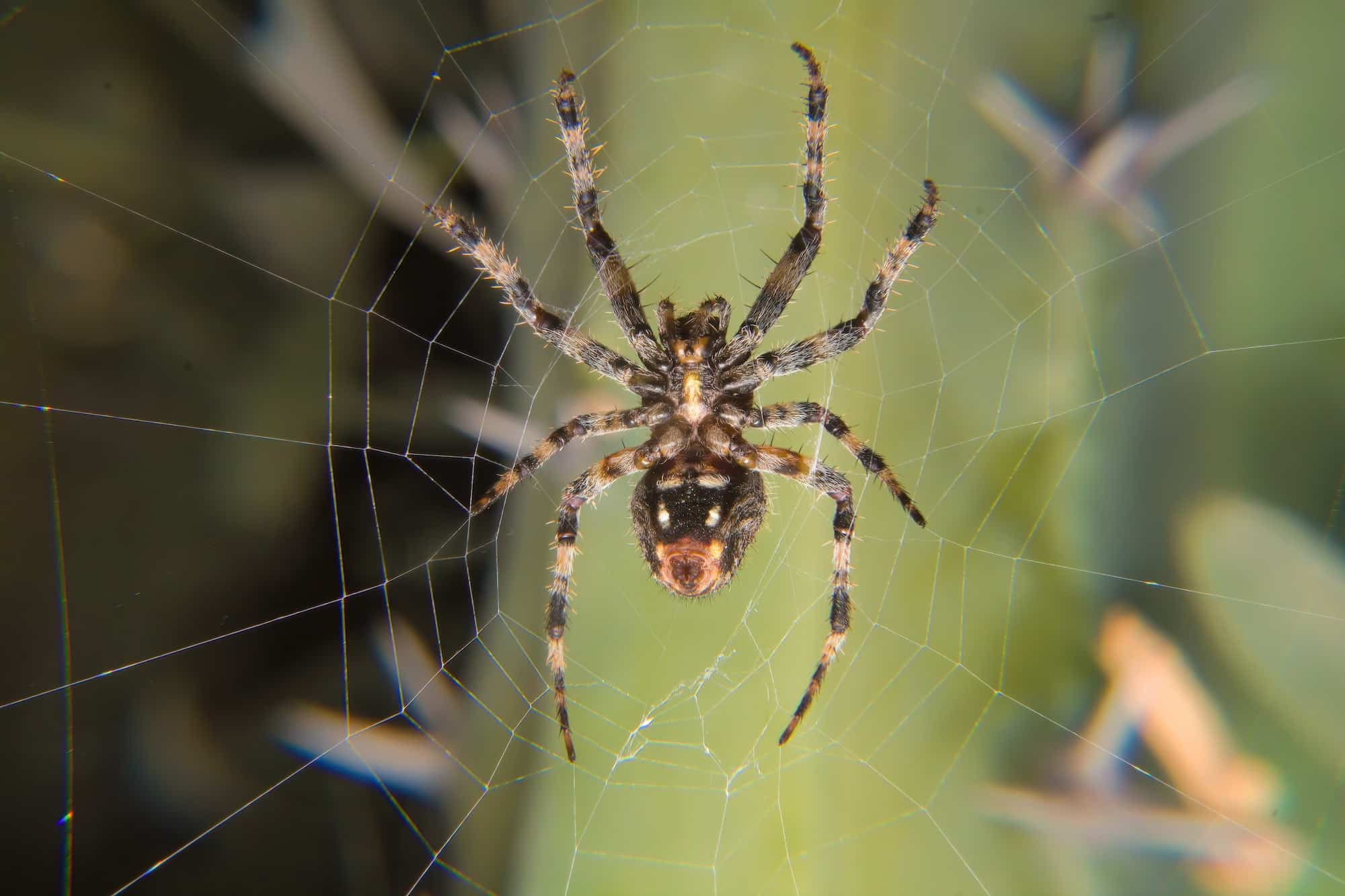 Five Types of Insects that Live in Your Lawn During Winter