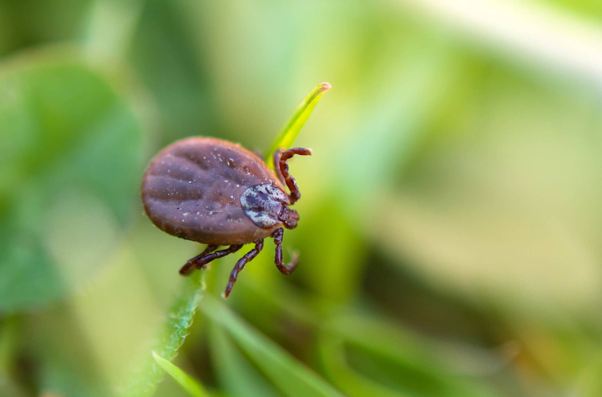 Five Types of Insects that Live in Your Lawn During Winter