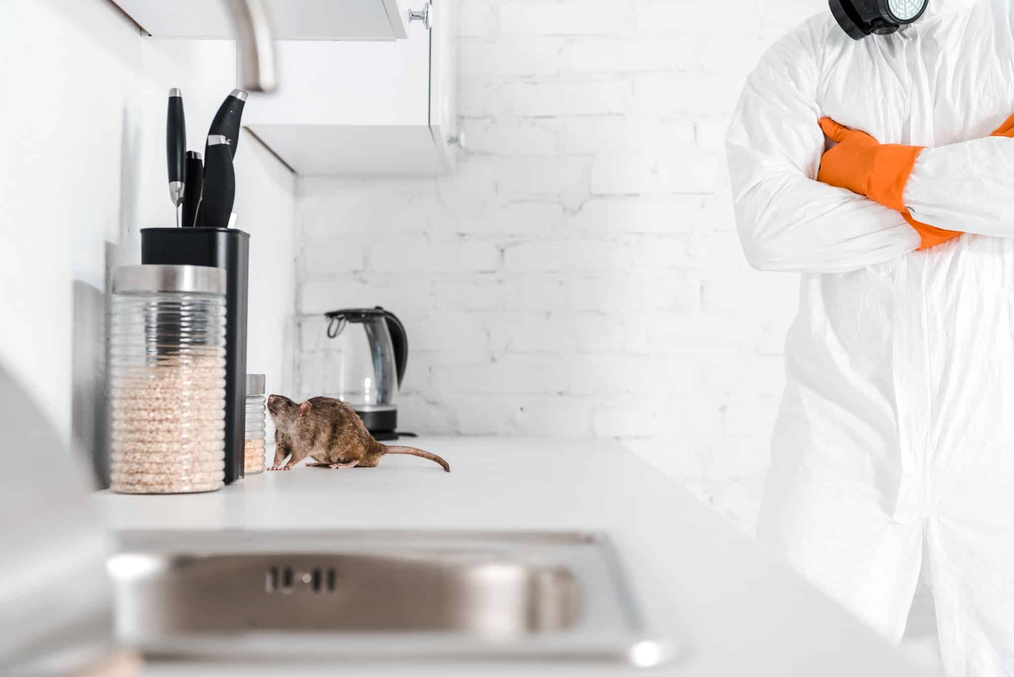 Why Rodent Control in the Winter is Important - Sigma Pest Control