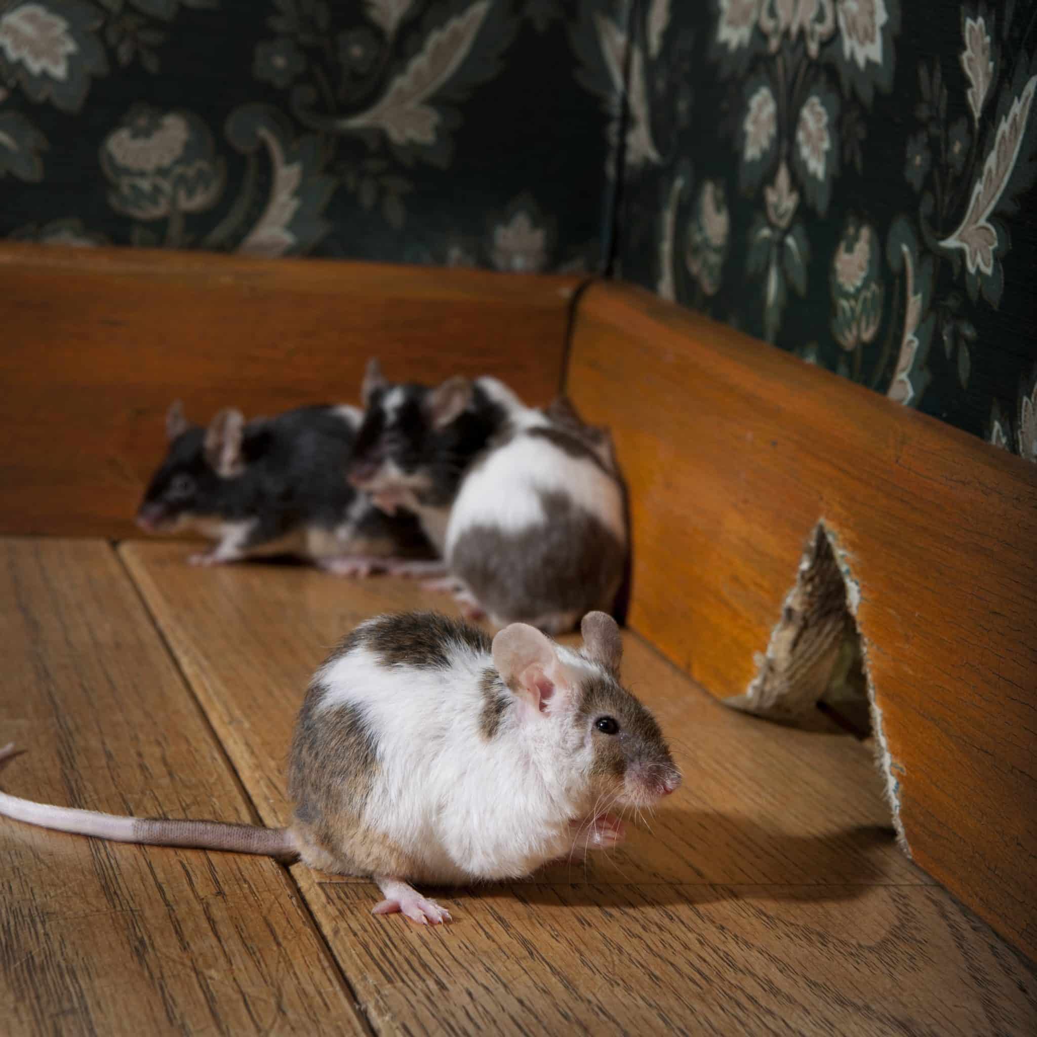 Everything You Need to Know About Mice Control in Dahlgren