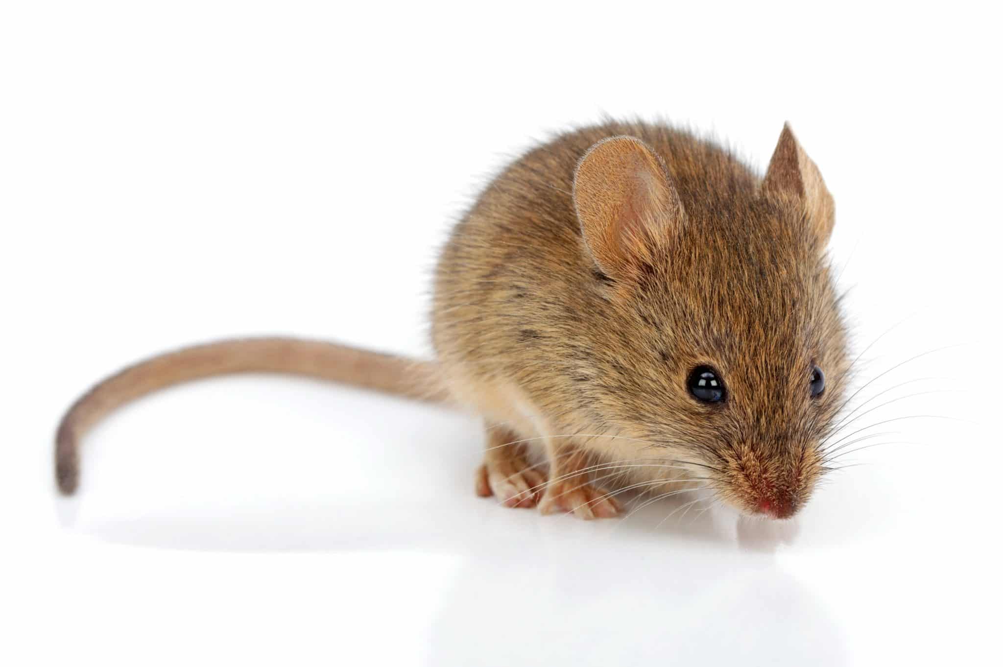 Rodent Control in Stafford, Virginia - Sigma Pest Control